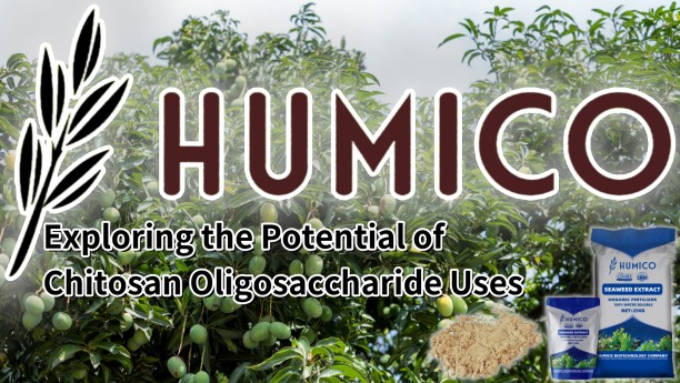 Explorando el potencial de uso de los oligosacáridos de quitosano - HUMICO